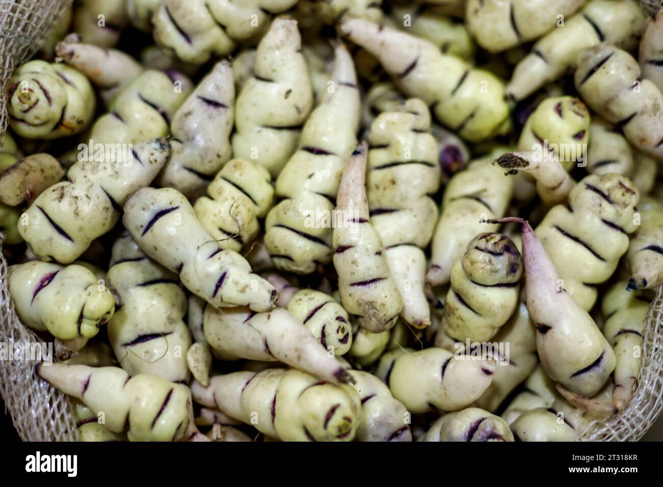 Mashua cubio hi-res stock photography and images - Alamy