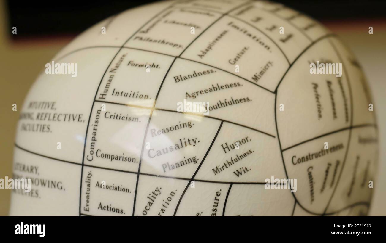 Close up of plastic model of human brain with zones of different ...