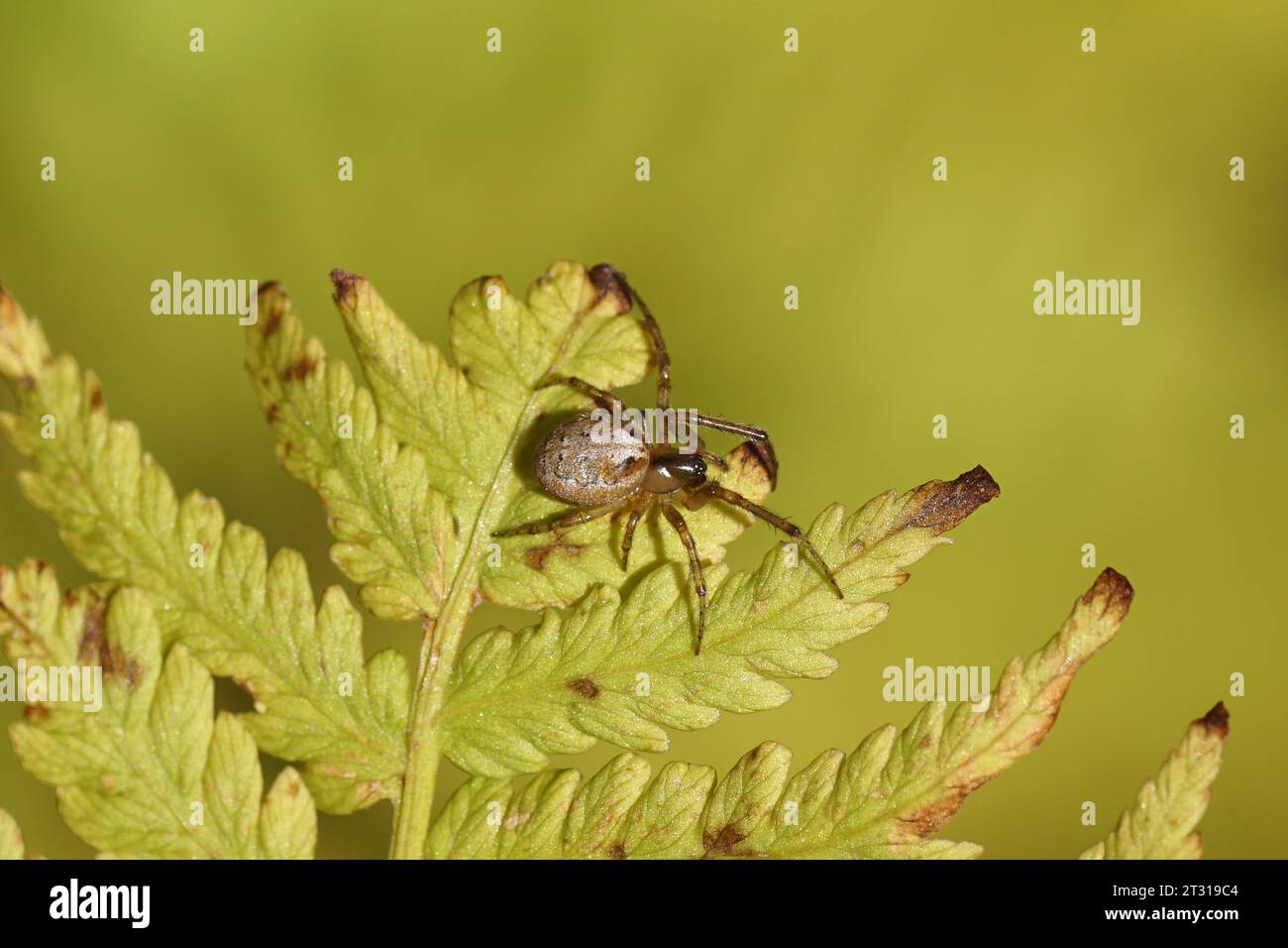 Female Missing sector orb weaver or the silver-sided sector spider ...