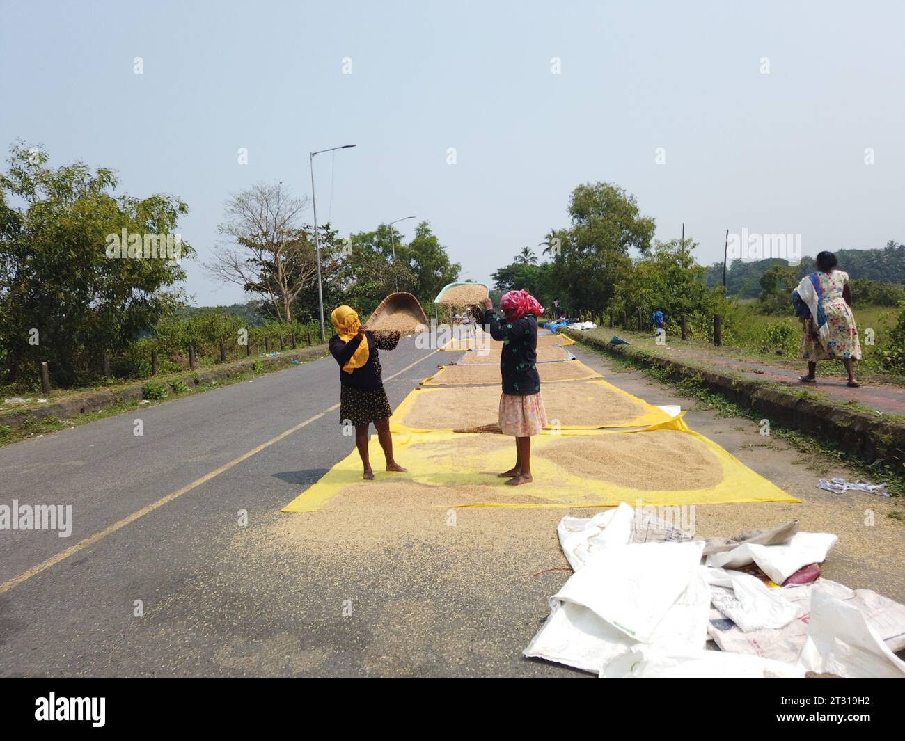 Farmers in Goa drying and getting rid of weeds from the paddy rice in ...
