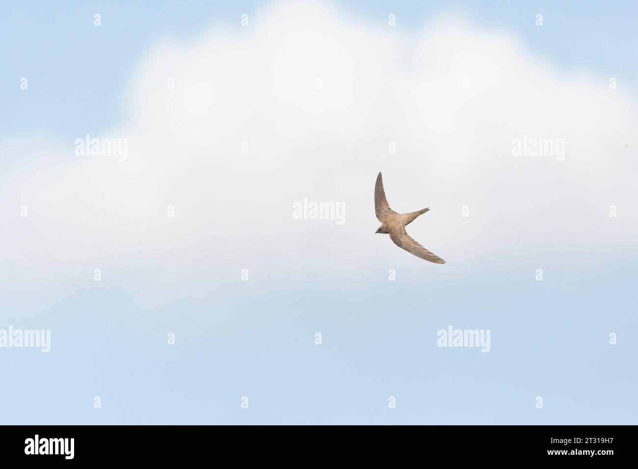 Alpine Swift (Apus melba) flying over Rabbit Island off Petra on the ...