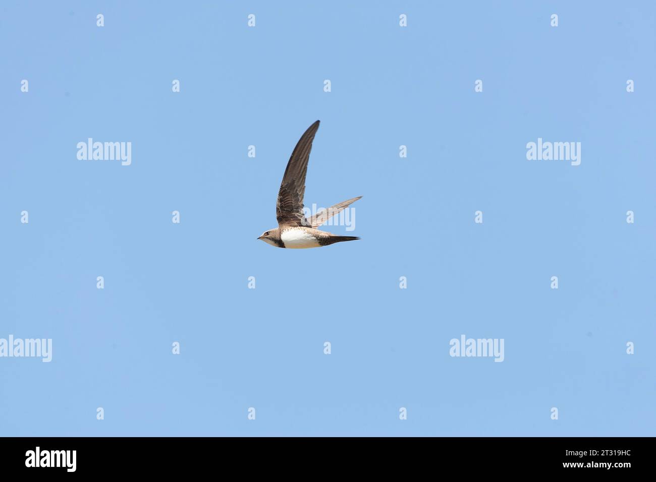 Alpine Swift (Apus melba) flying over Rabbit Island off Petra on the ...