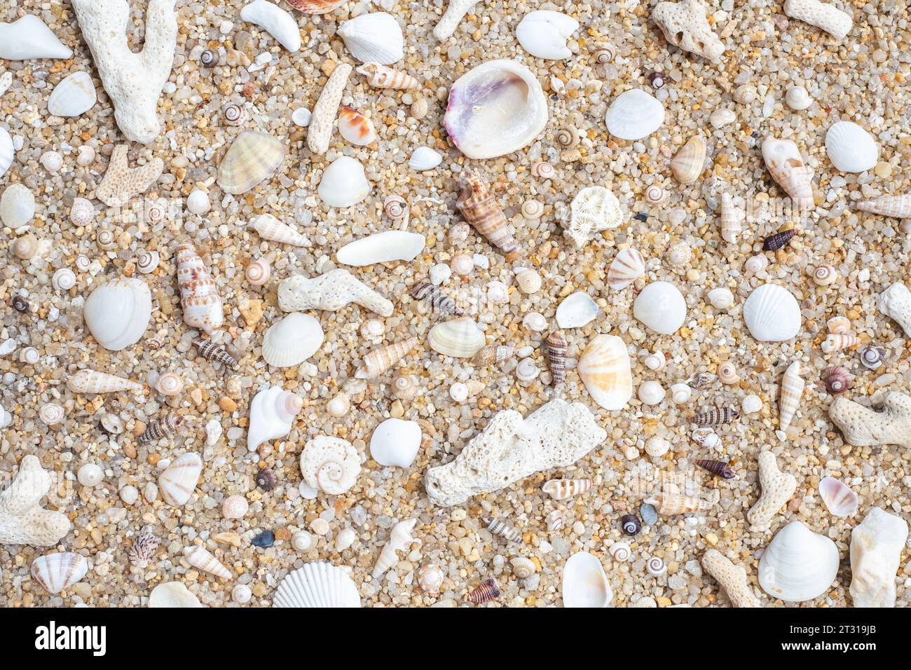 Shells and corals are scattered on the coarse sand, view from above ...