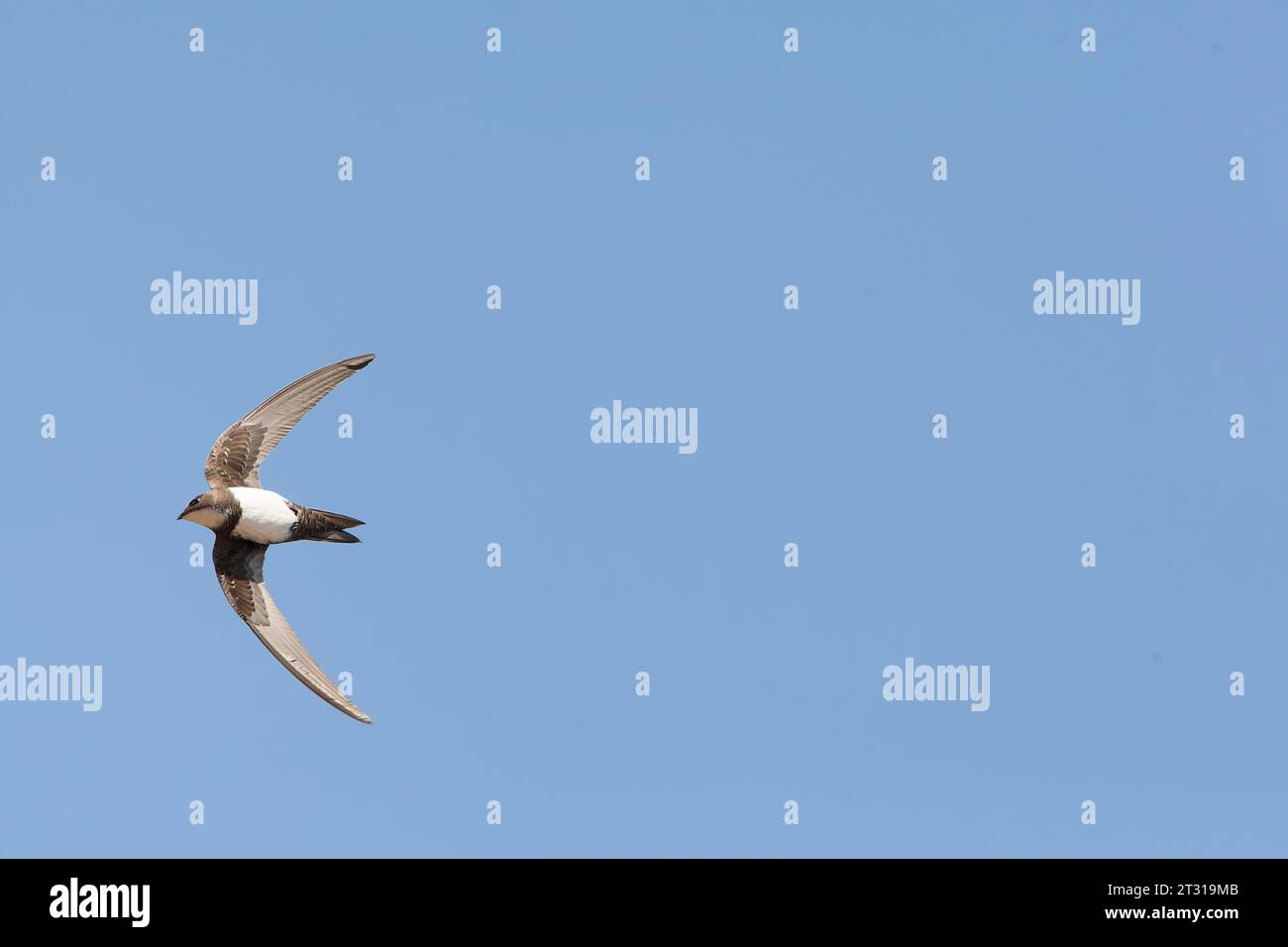 Alpine Swift (Apus melba) flying over Rabbit Island off Petra on the ...