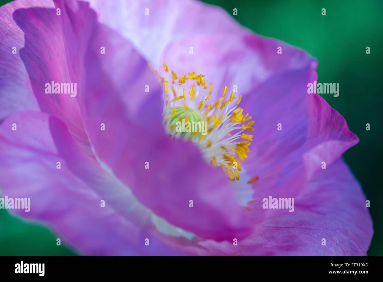 Texas spring wildflower, poppies, larkspur, pastel color, bright native ...
