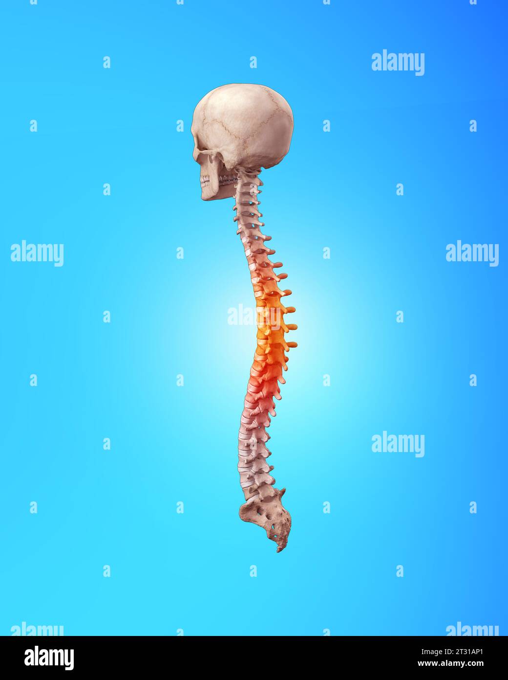 Thoracic spine hi-res stock photography and images - Alamy