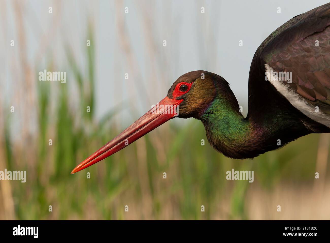 Adult Black Stork, Ciconia nigra, in wetland in Hungary during spring ...