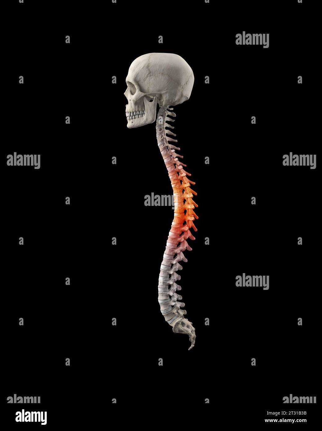 Human thoracic spine pain hi-res stock photography and images - Alamy