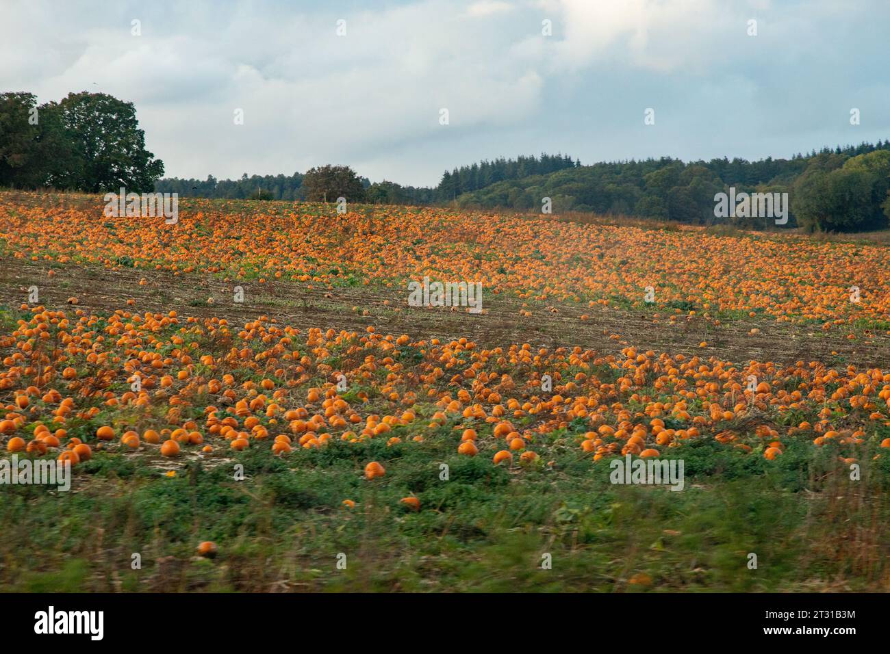 Slade farm pumpkins hi-res stock photography and images - Alamy