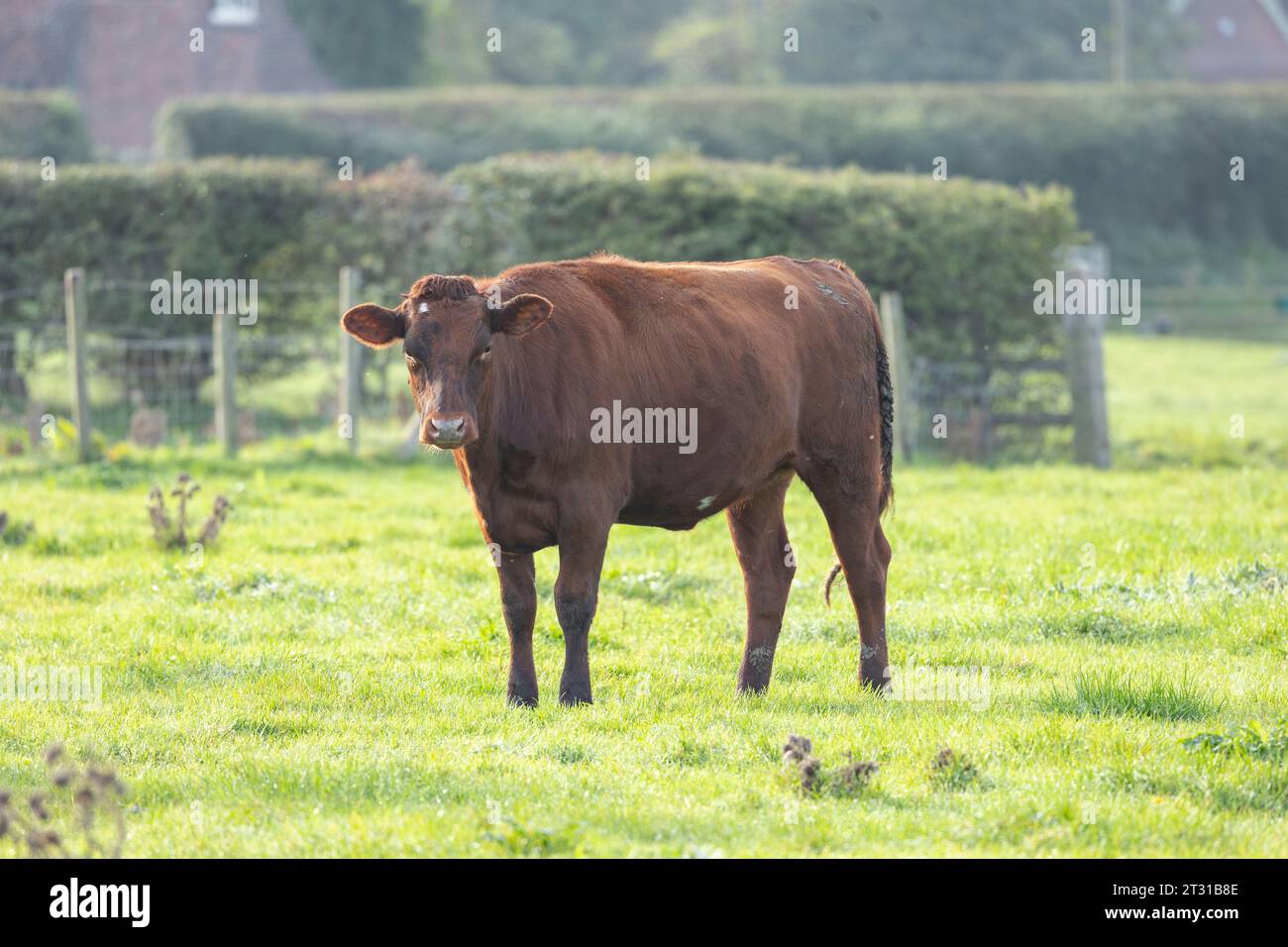 Male cow hi-res stock photography and images - Alamy