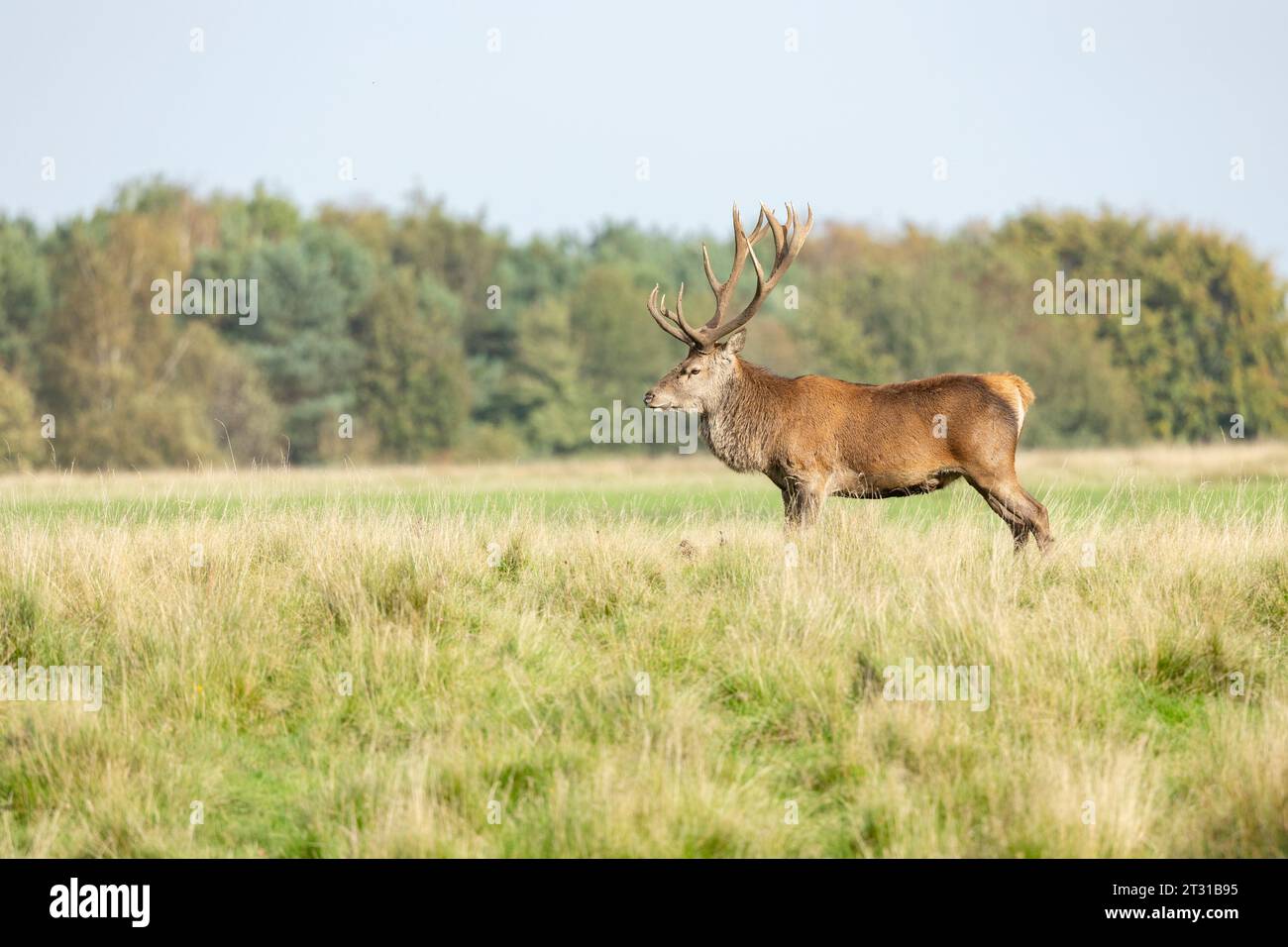 Capital red deer, cervus elaphus, stag looking around in his territory ...