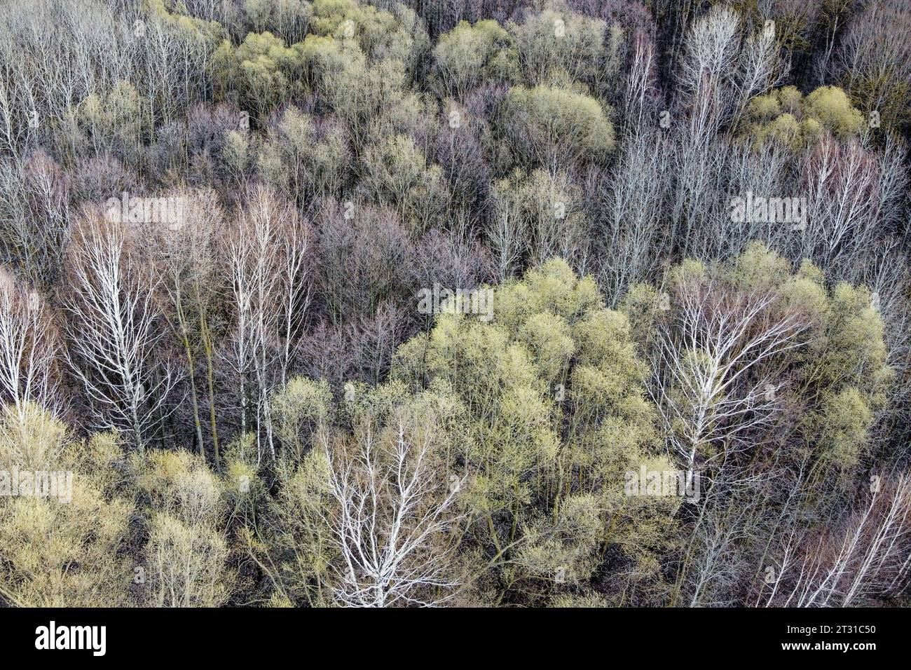 Leafless trees in a spring forest, aerial view Stock Photo - Alamy