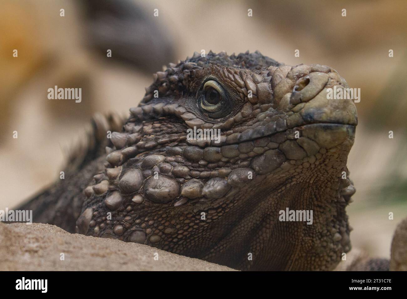 Lizard, Exot in Sand Stock Photo - Alamy