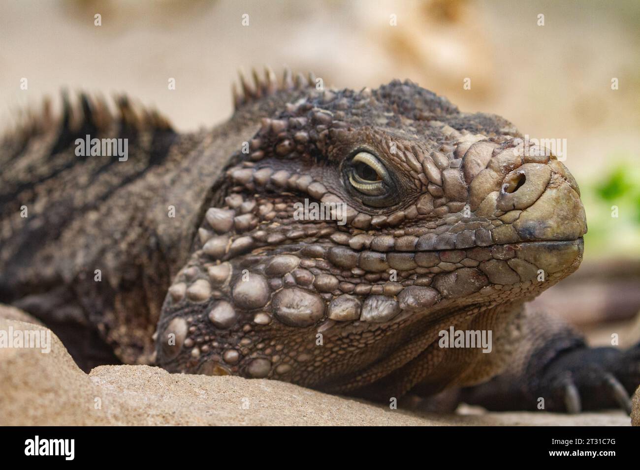 Lizard, Exot in Sand Stock Photo - Alamy