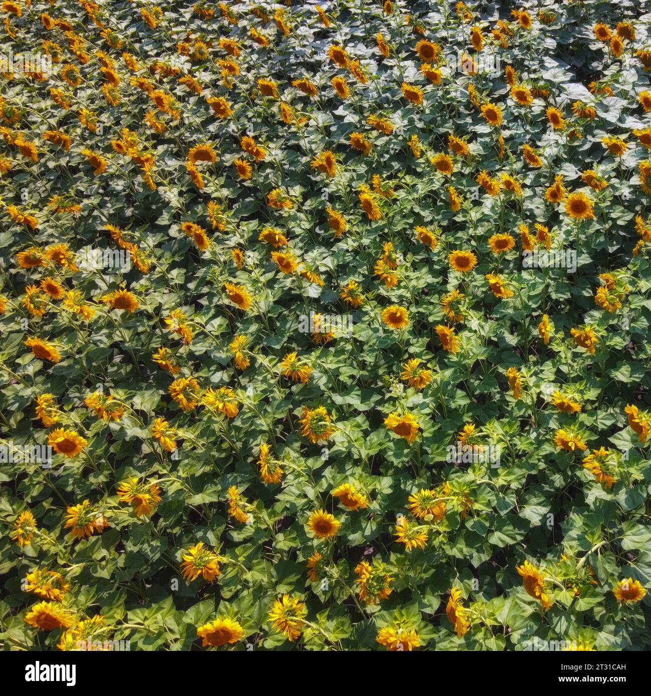 Wide view blooming sunflower hi-res stock photography and images - Alamy
