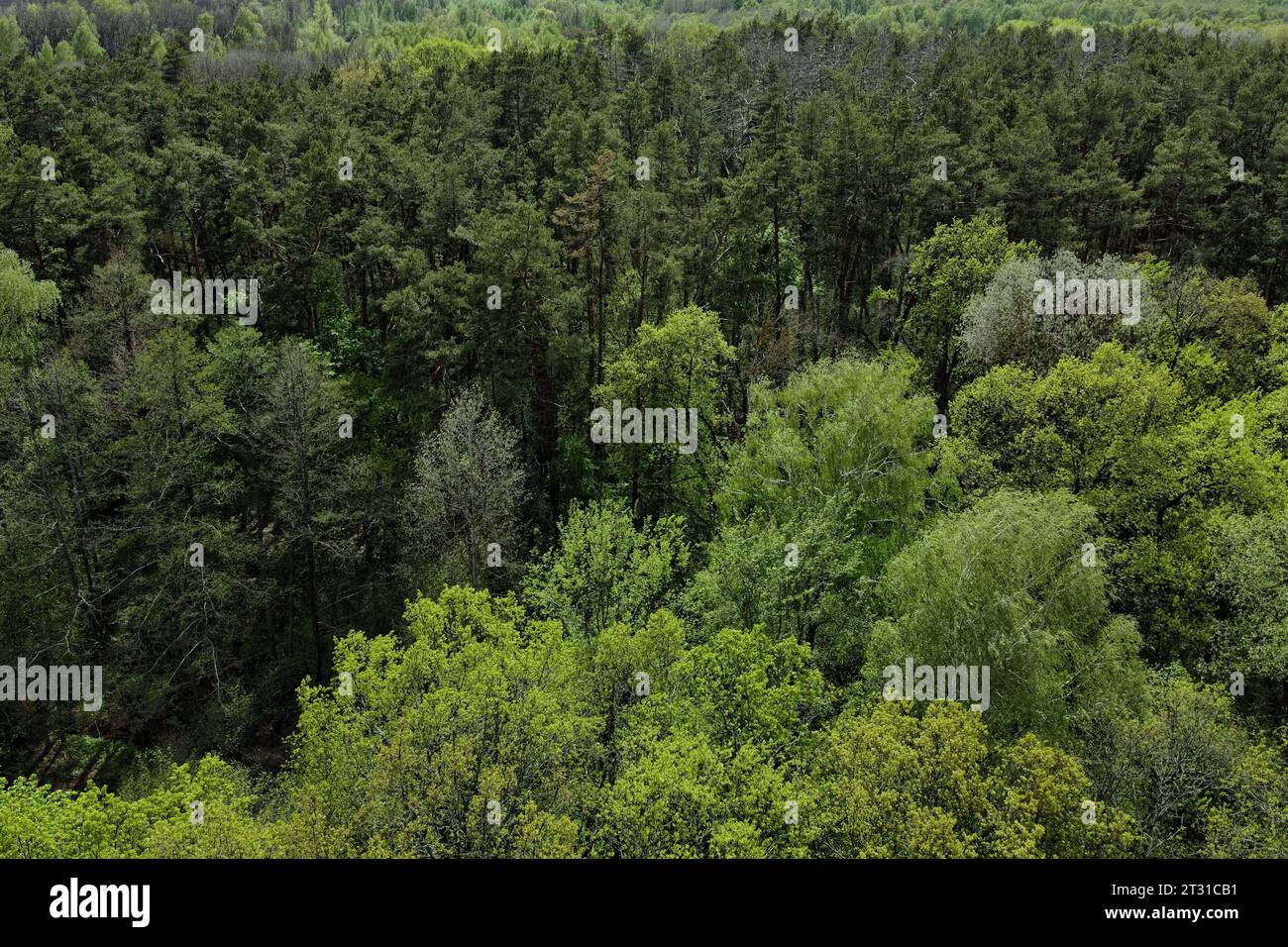 Eastern european beauty hi-res stock photography and images - Alamy