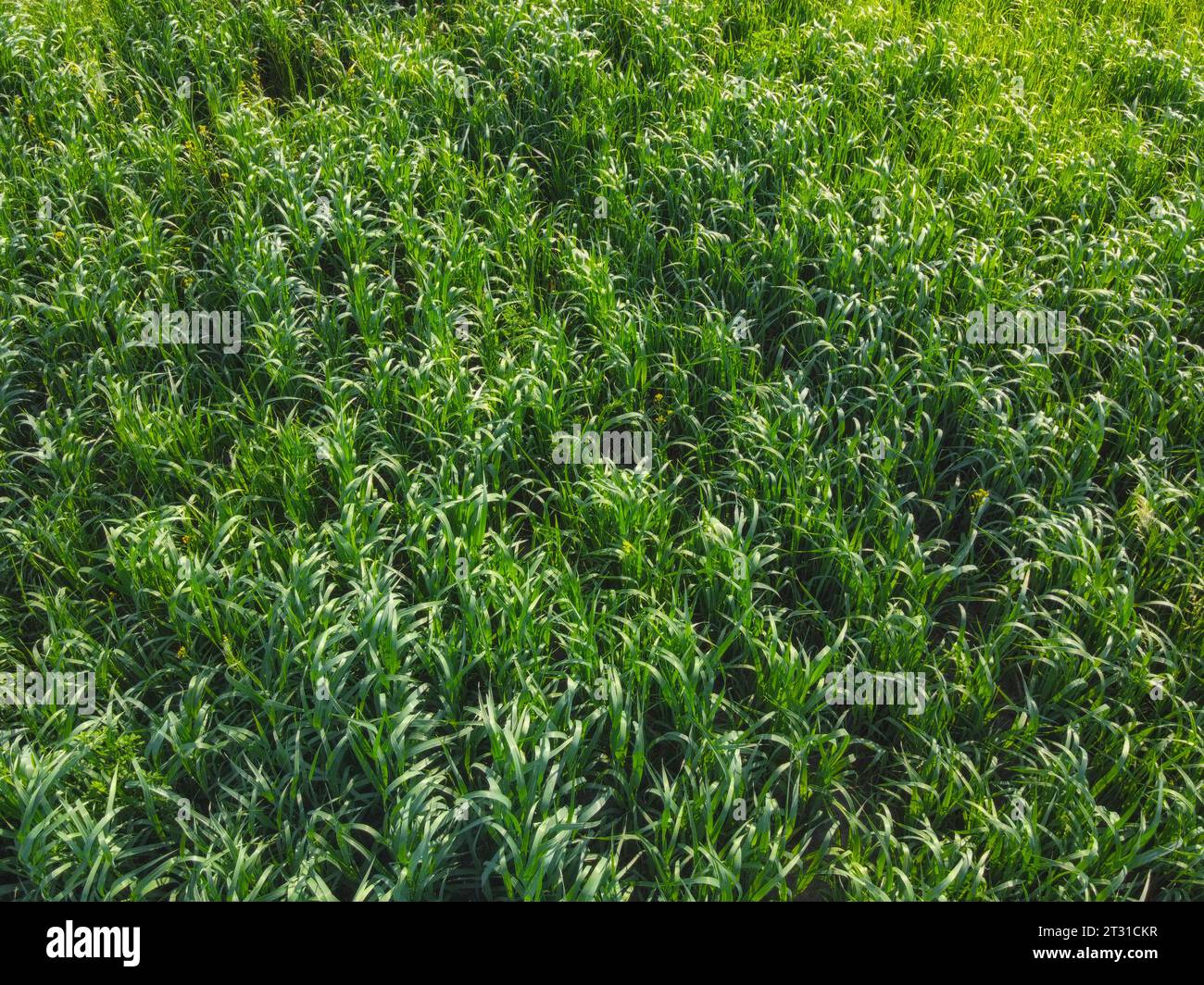 Tall green grass top view. Natural background Stock Photo - Alamy