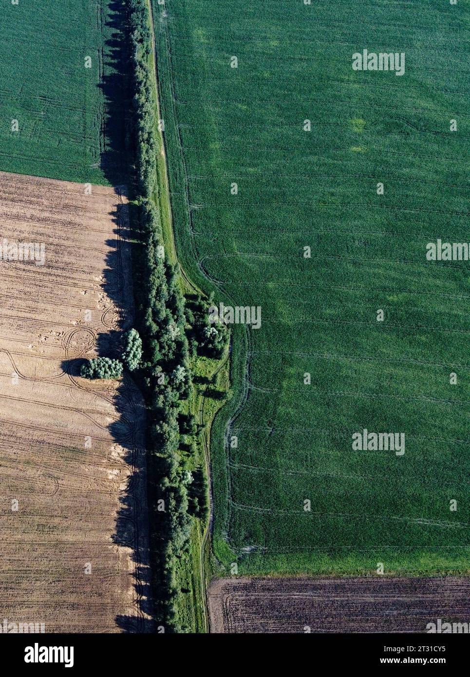 A forest belt separates several farm fields, top view. Agrarian ...