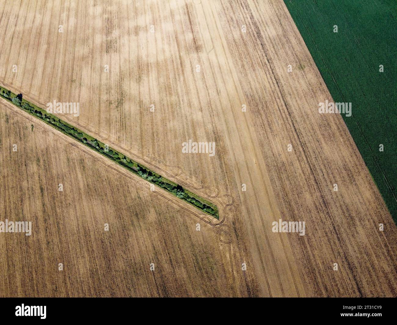 An old irrigation canal overgrown with trees among a wheat field ...