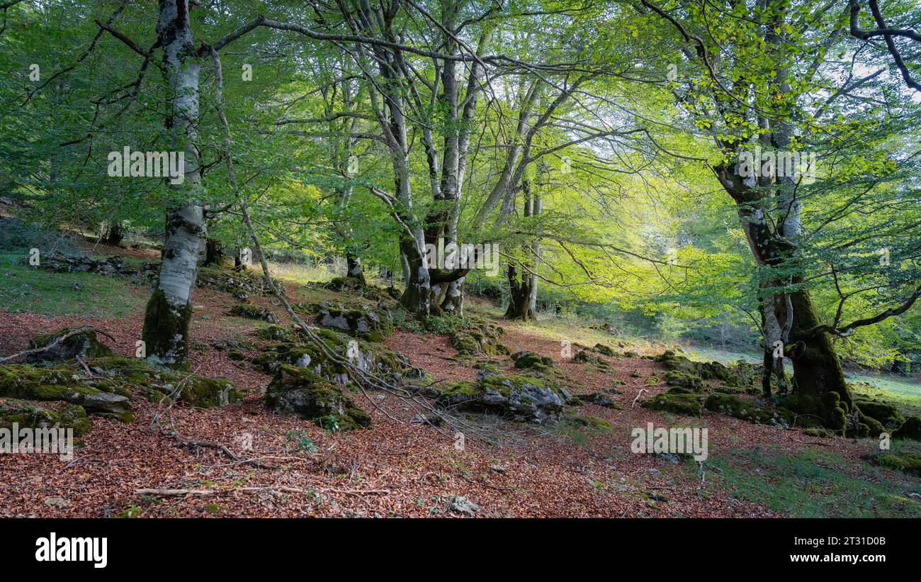 Beautiful landscape of an enchanted beech forest with rays of sun ...