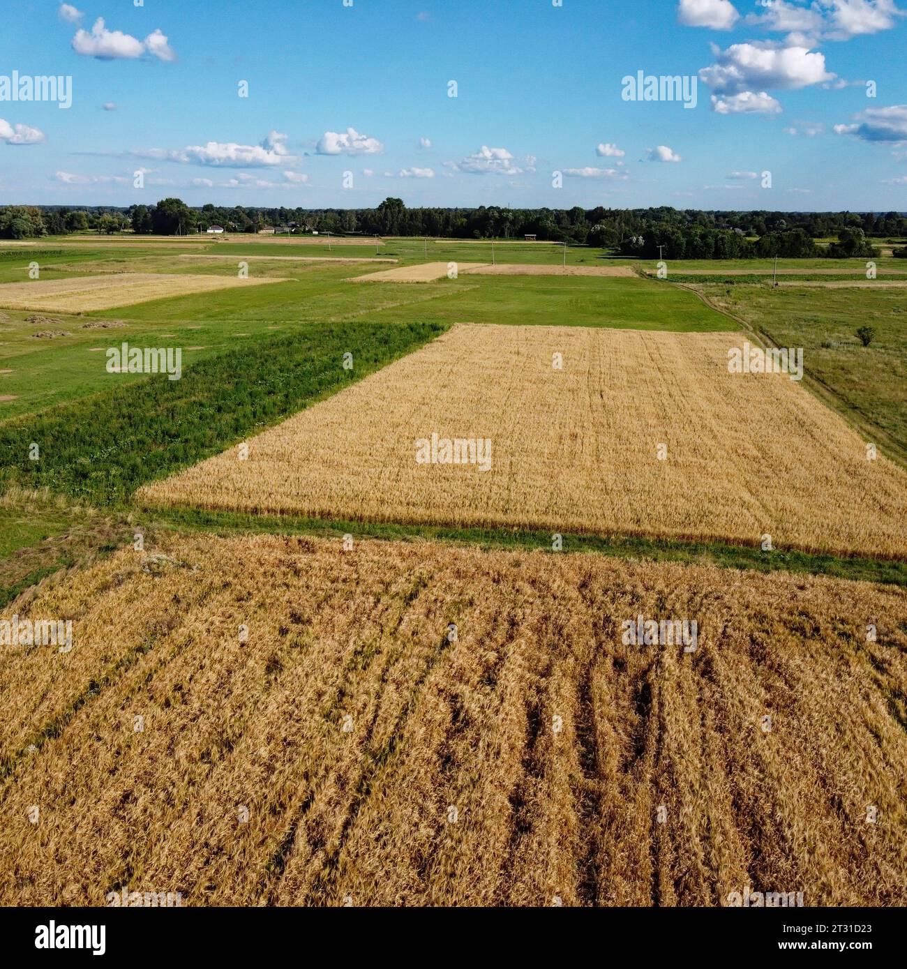 Birds Eye View Of Field Field Grown Trees Hillier Trees