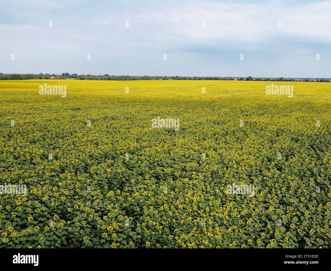 A picturesque field of sunflowers under a blue sky, aerial view. A farm ...