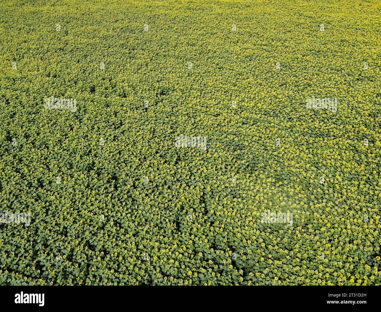 Aerial shot field planted sunflowers hi-res stock photography and ...