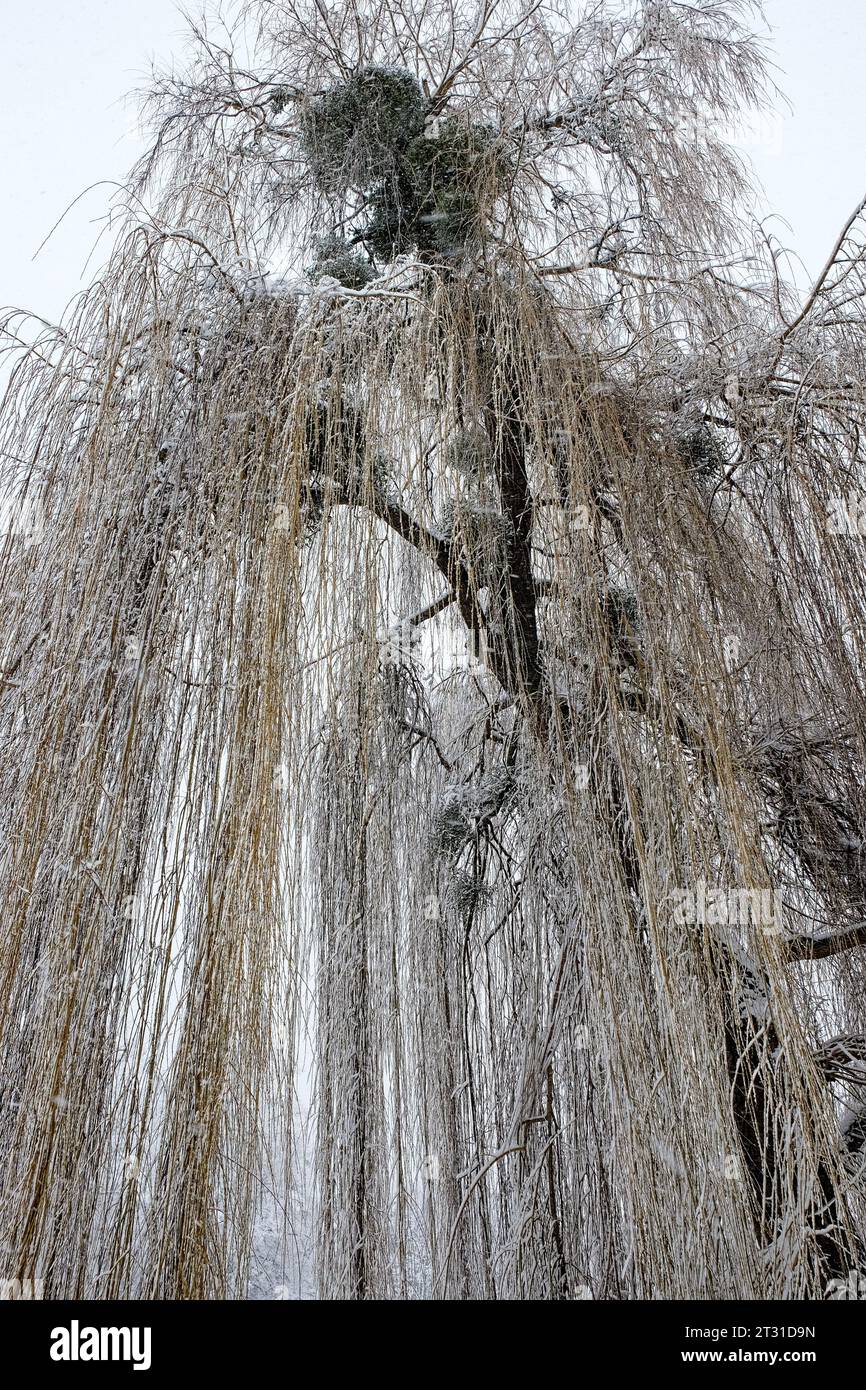 Long branches of a willow tree in winter. Snow-covered tree Stock Photo ...