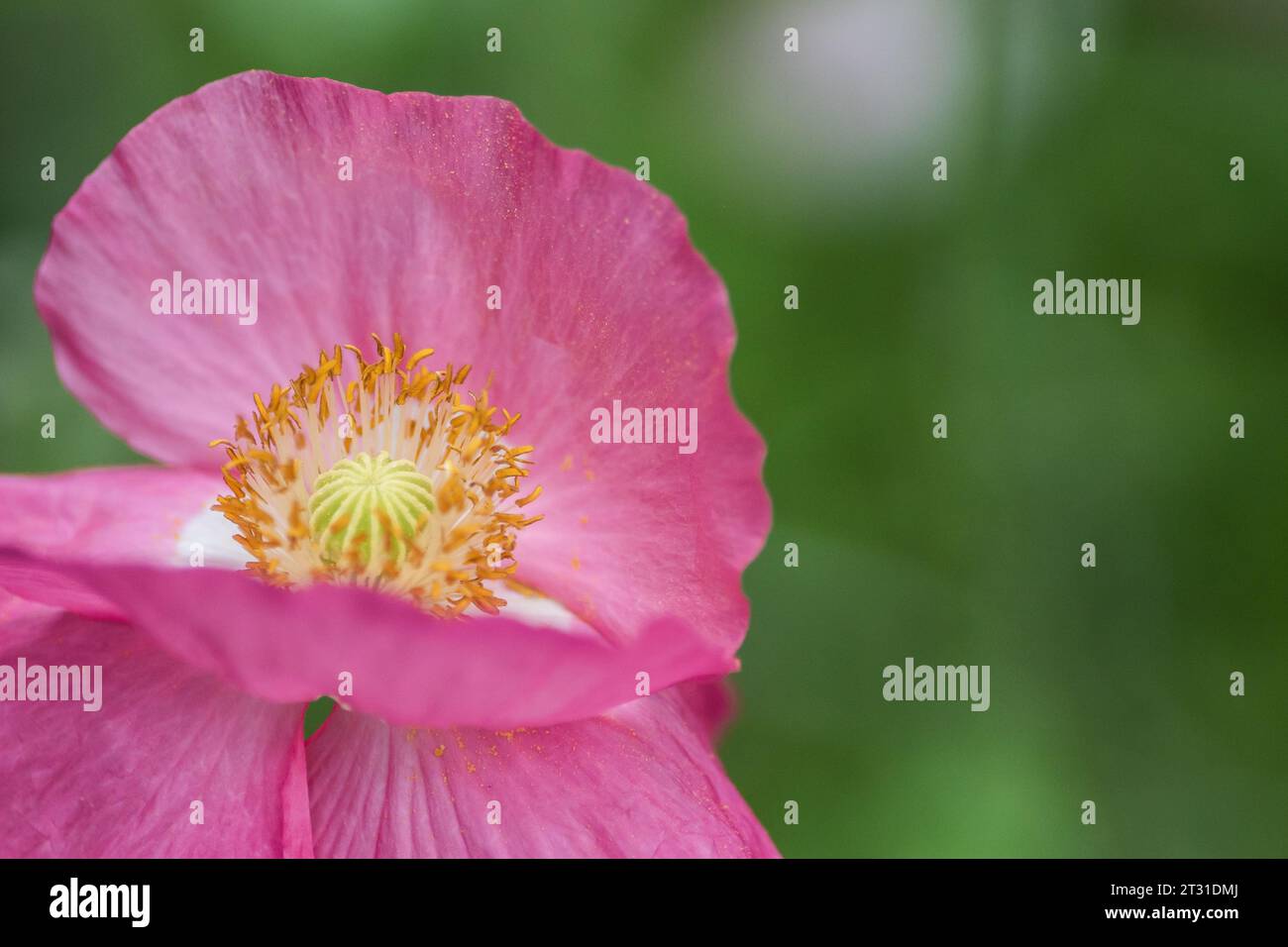 Texas spring wildflowers, poppies, larkspur, bees, butterflies ...