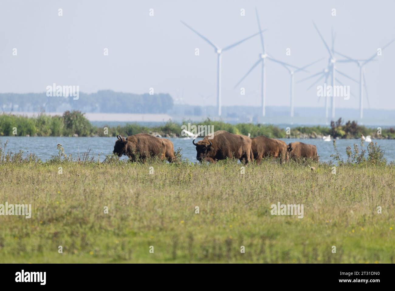 A multi-functional coastal rewilding landscape at Slikken van de Heen ...