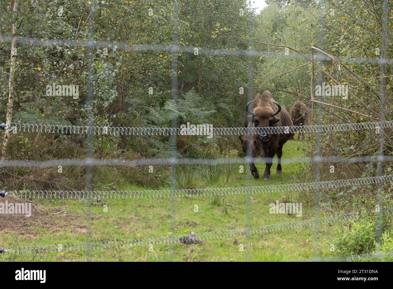 Bison kent blean hi-res stock photography and images - Alamy