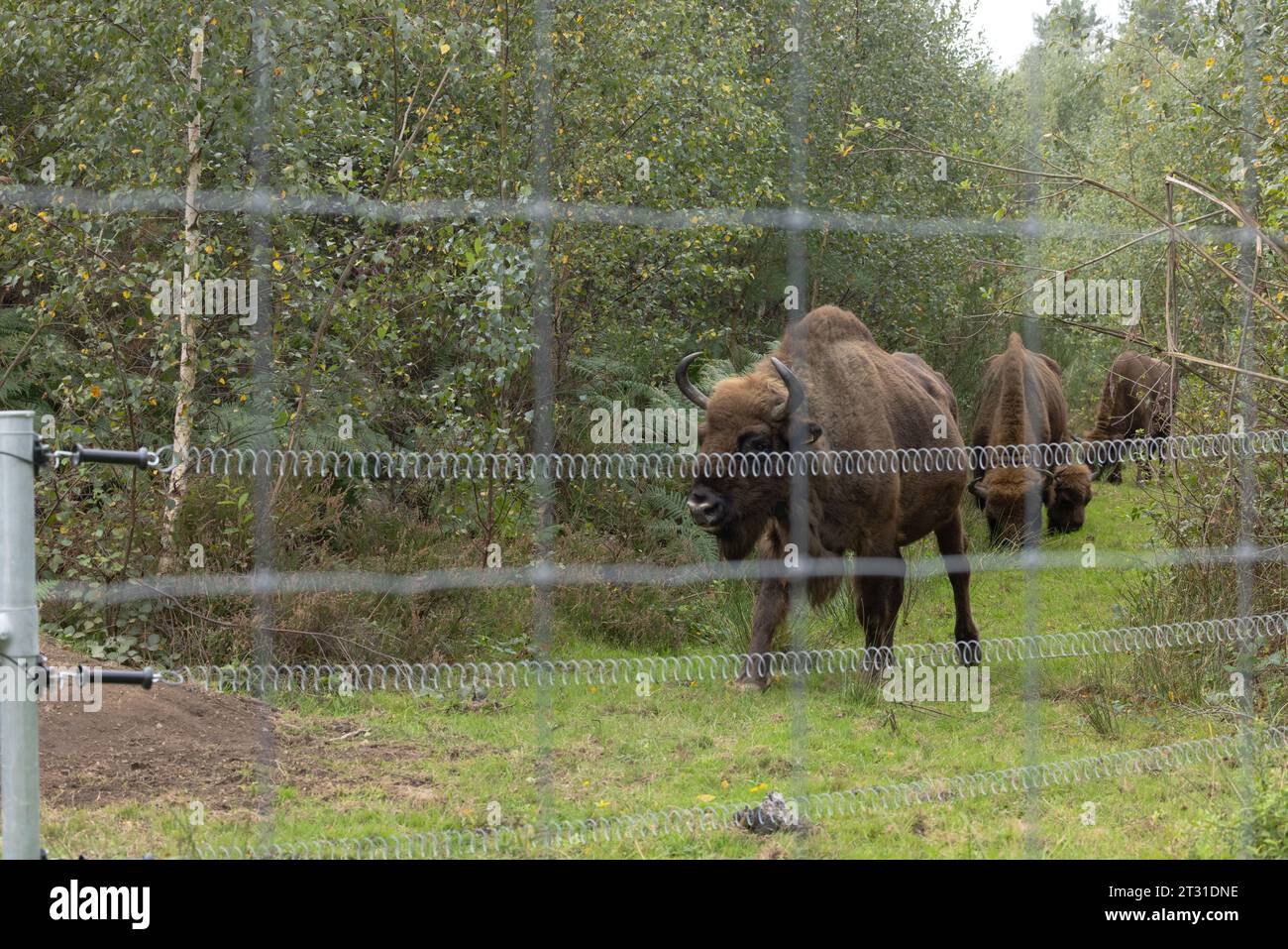 Bison kent blean hi-res stock photography and images - Alamy
