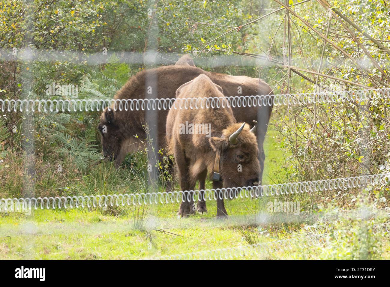 West blean nature reserve hi-res stock photography and images - Alamy