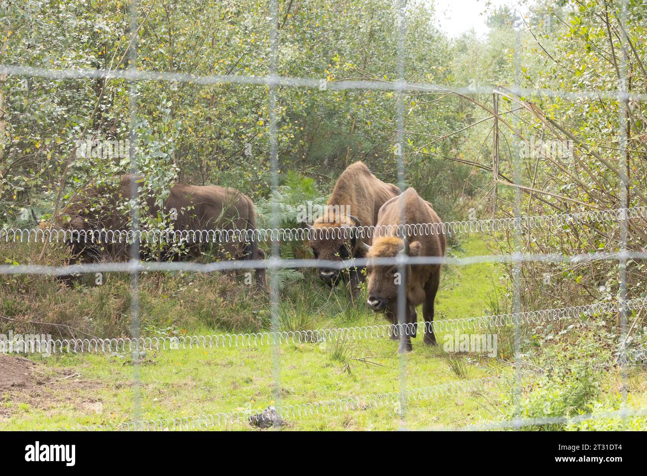 The UK's first wild roaming European bison herd. Conservation grazing ...