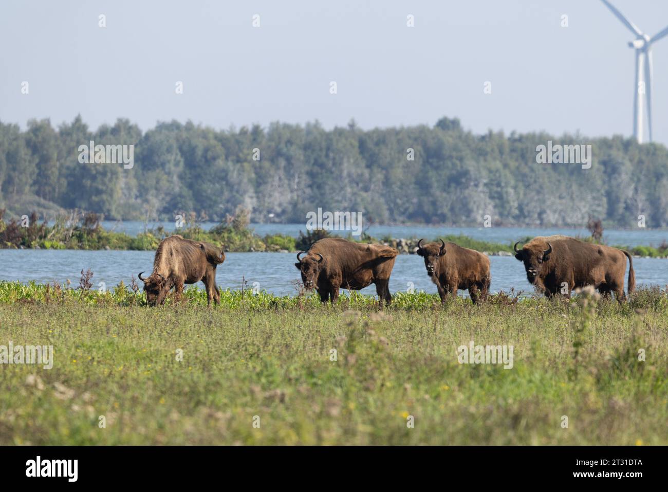 A multi-functional coastal rewilding landscape at Slikken van de Heen ...