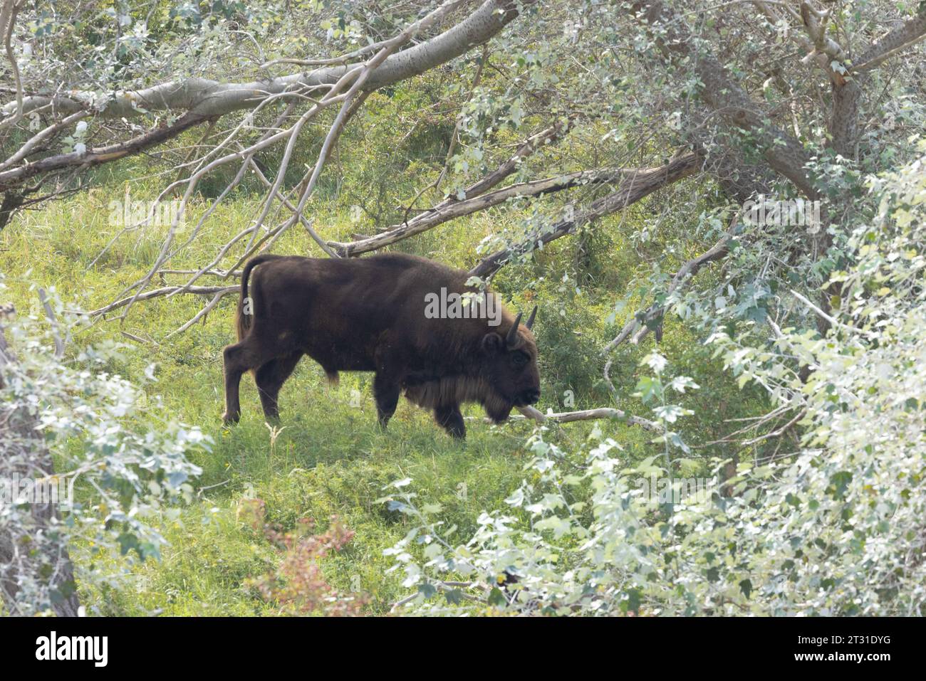 Reintroduced bison hi-res stock photography and images - Alamy
