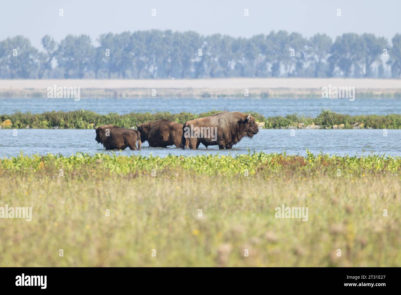 European bison wading beside Dutch shipping land in coastal wetland ...