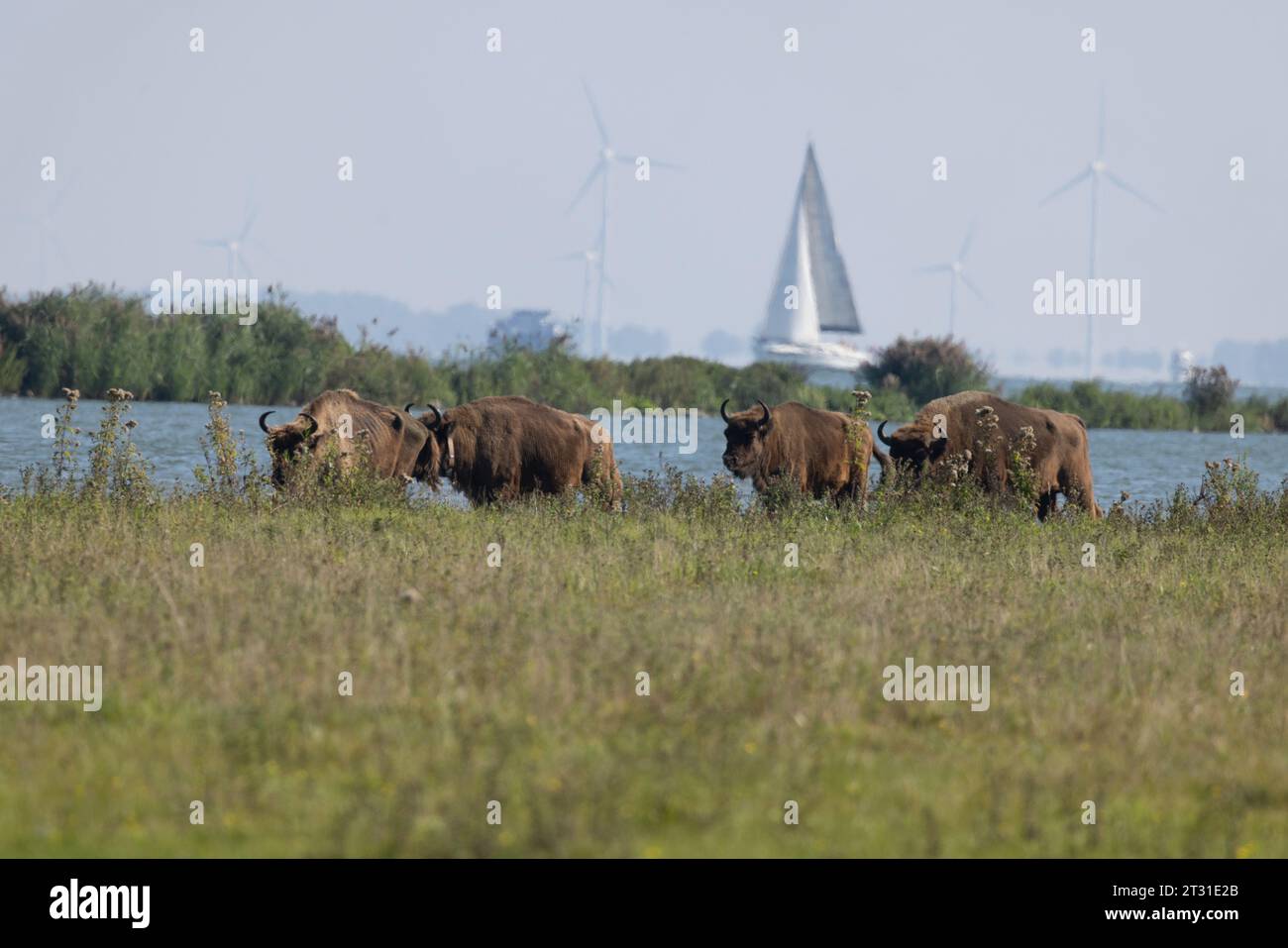 A multi-functional coastal rewilding landscape at Slikken van de Heen ...