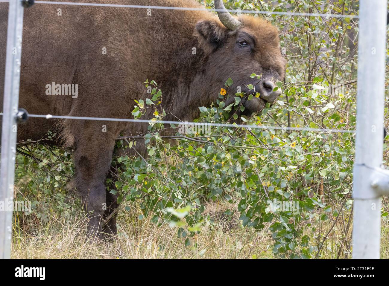 Close up of a European bison grazing; this is one of the founder herd ...