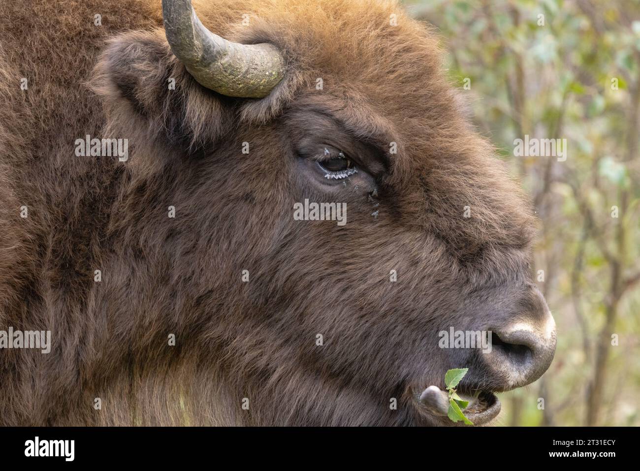 Close up of a European bison grazing; this is one of the founder herd ...