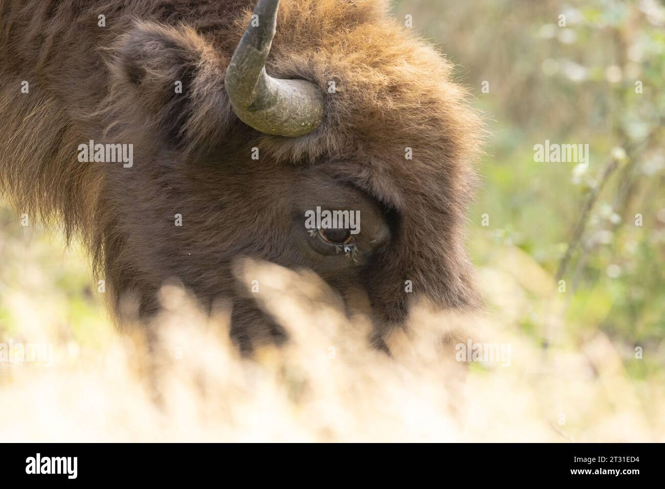 Close up of a European bison grazing; this is one of the founder herd ...
