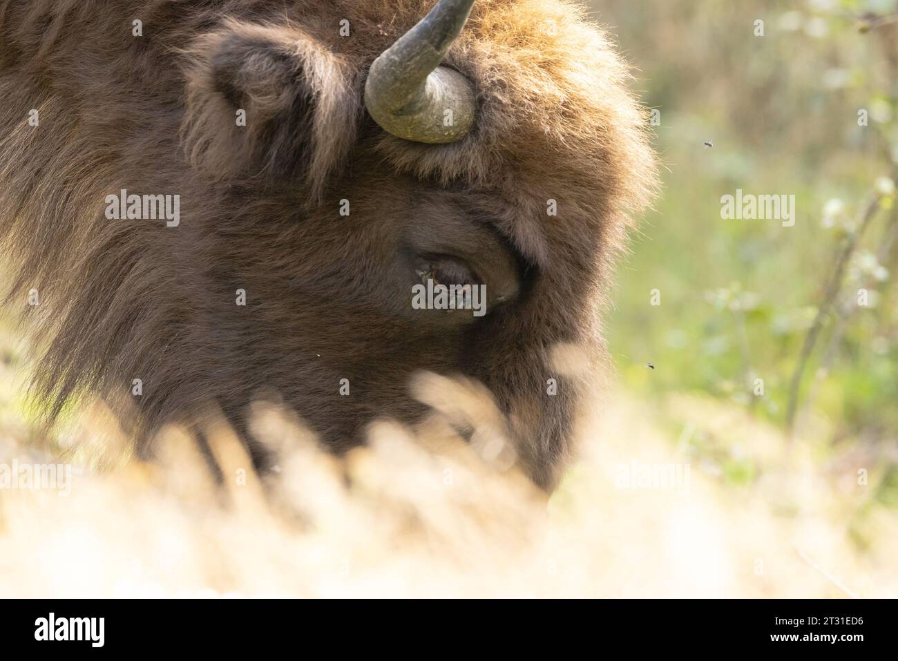 Close up of a European bison grazing; this is one of the founder herd ...