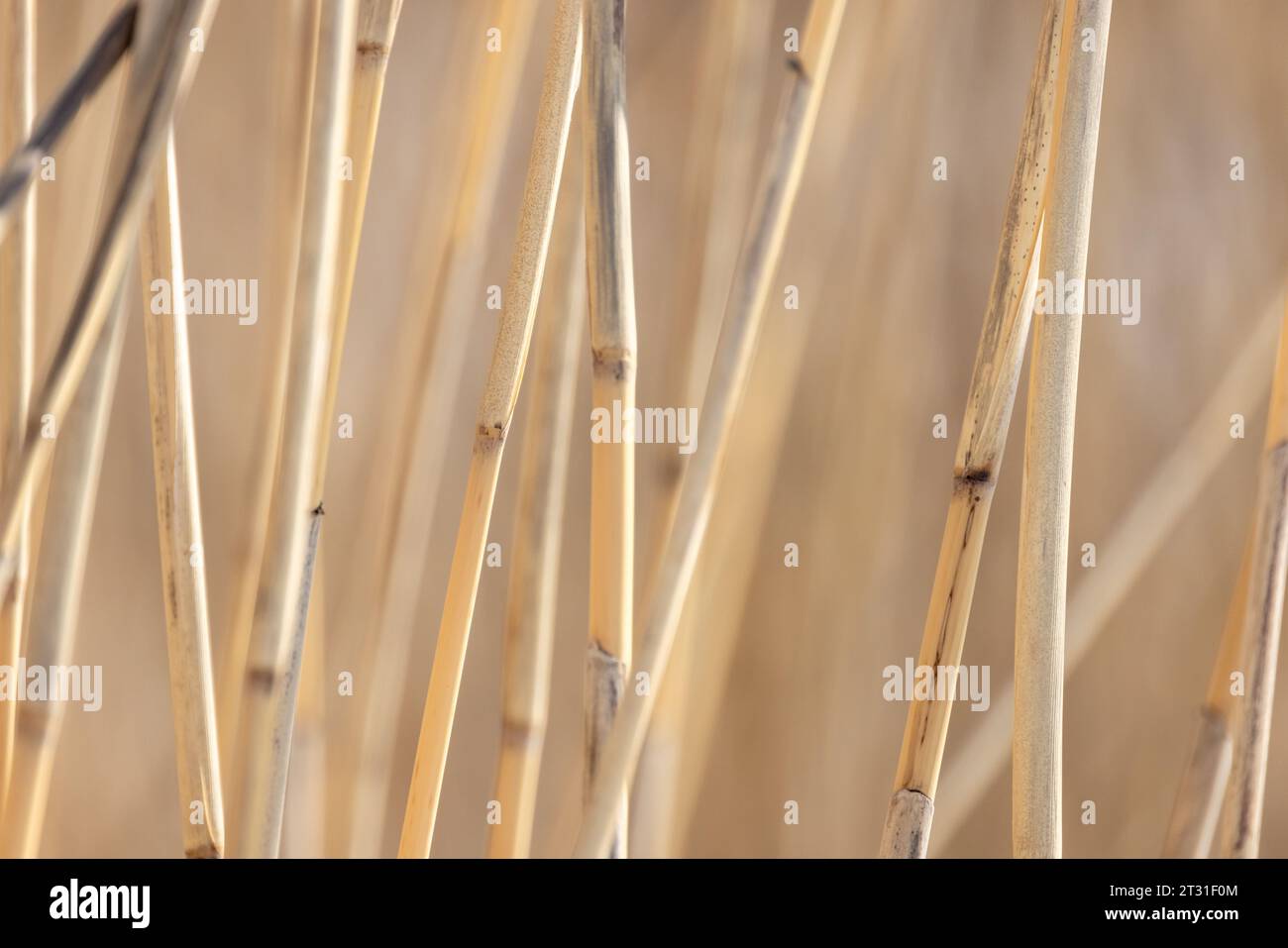 Dry reed stems close-up photo with selective soft focus, natural ...