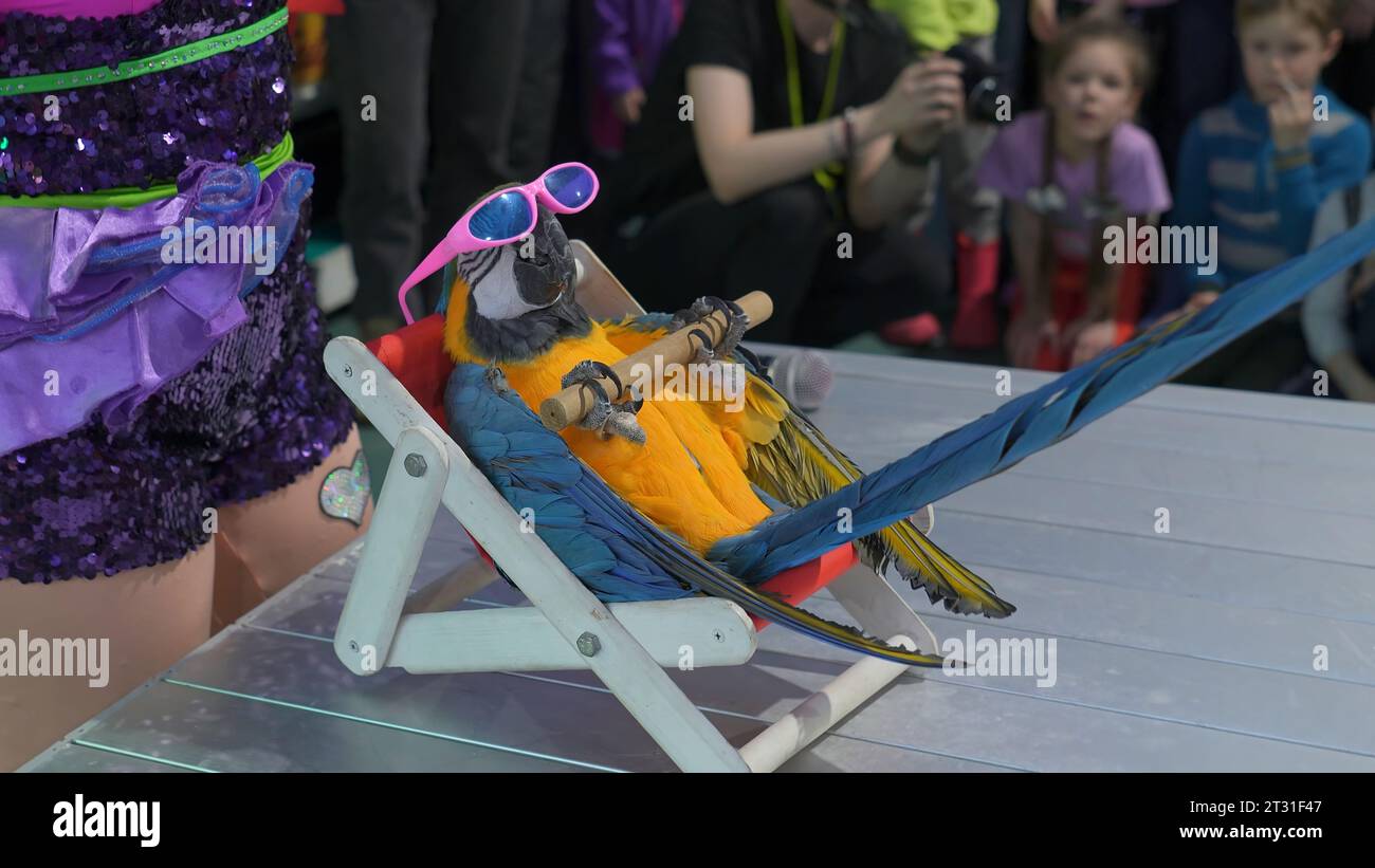 Serbia, Belgrade - June 20, 2023: Close-up of circus parrot. Clip ...