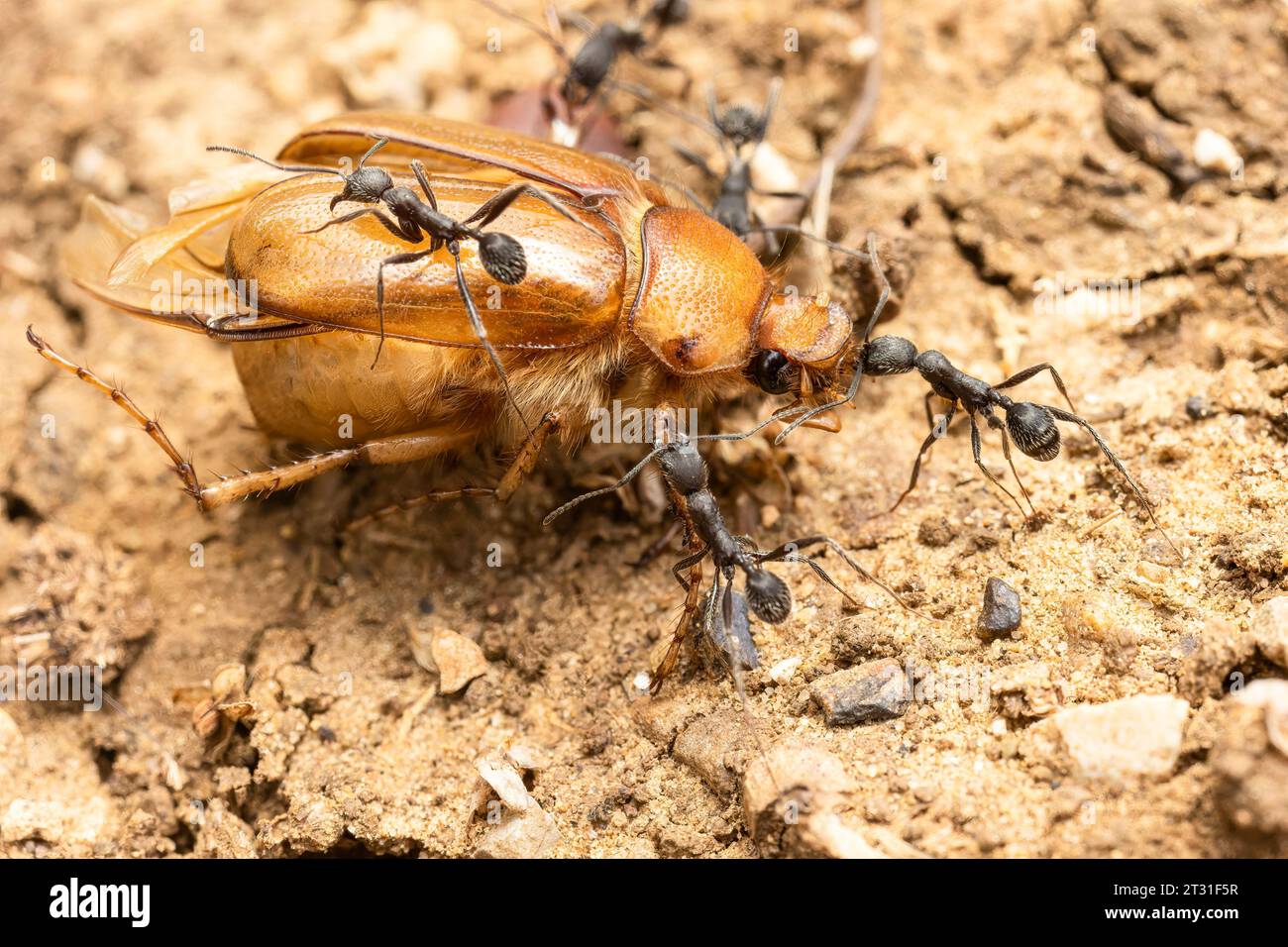 A team of ants hauling the carcass of a scarab beetle towards their ...