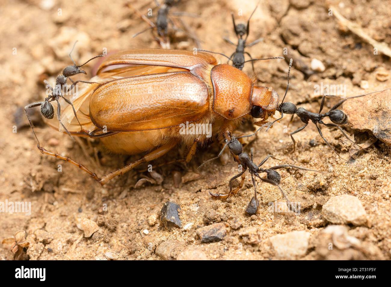 A team of ants hauling the carcass of a scarab beetle towards their ...
