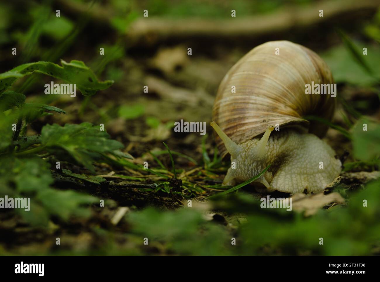 A Roman snail exploring its habitat in woodland on a chalk bank in Kent ...