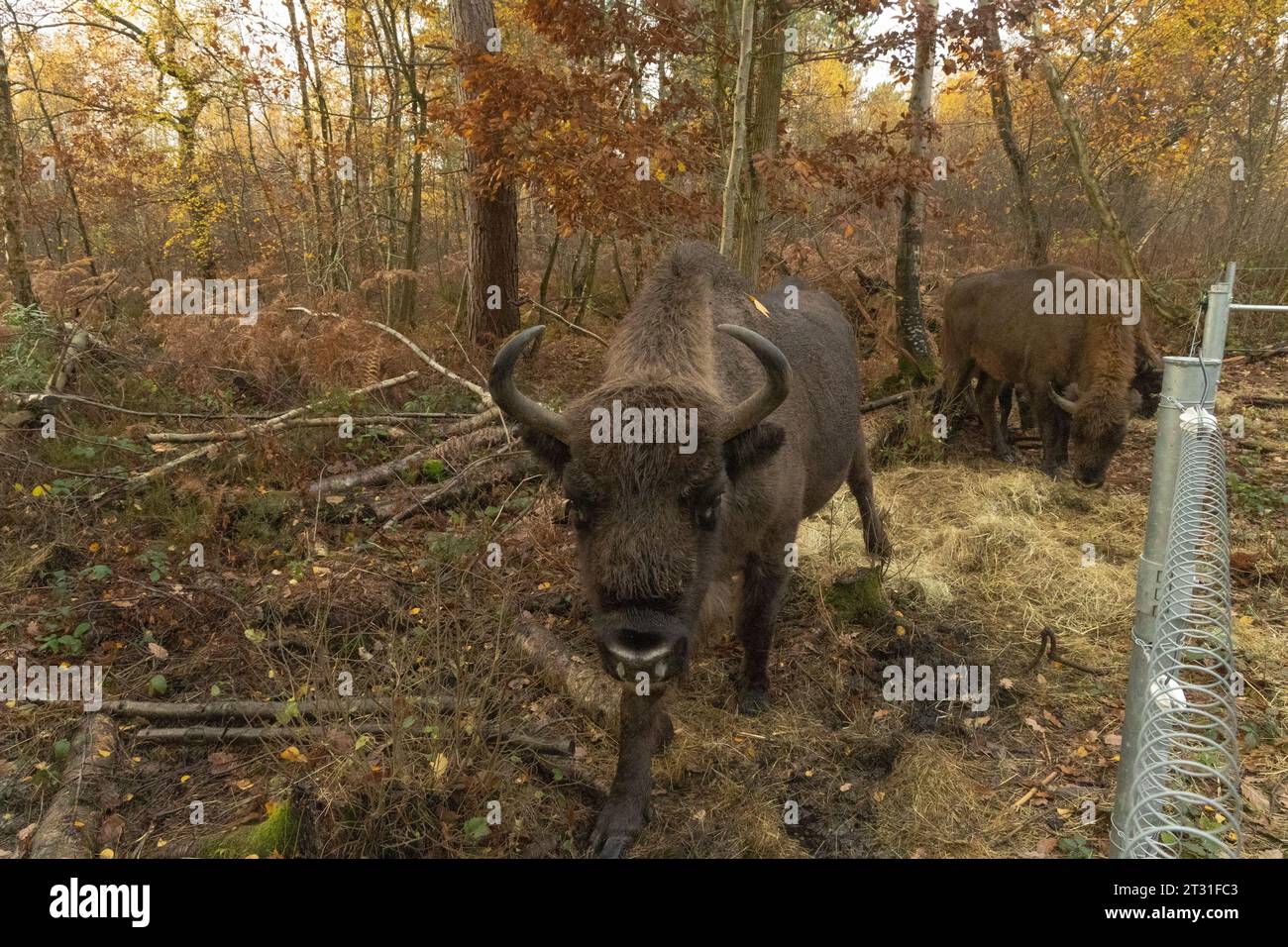 European bison at fence of extensive enclosure that they are in as ...