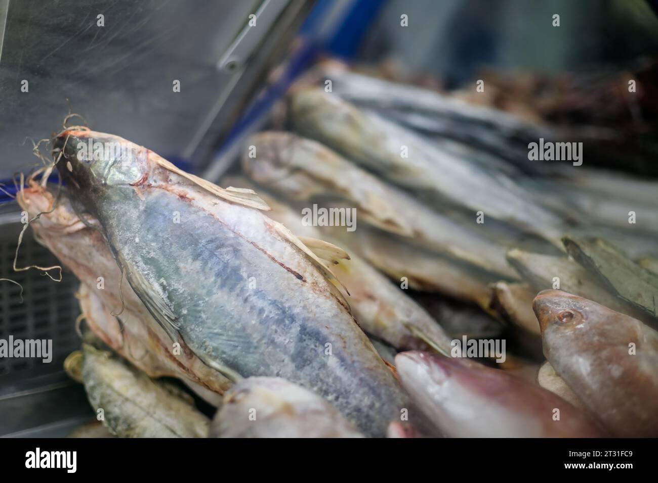 Silver catfish hi-res stock photography and images - Alamy