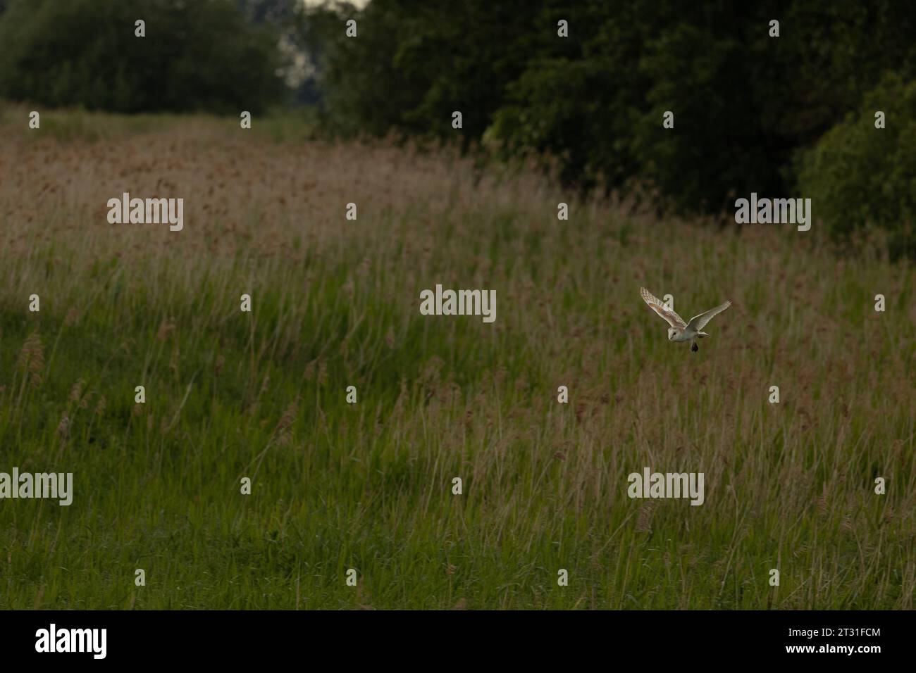 Distant barn owl flying across fen landscape, in evening light ...